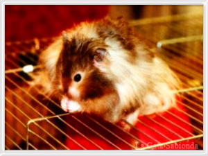 Razas de los Hámsters ~ La Gata Sabionda