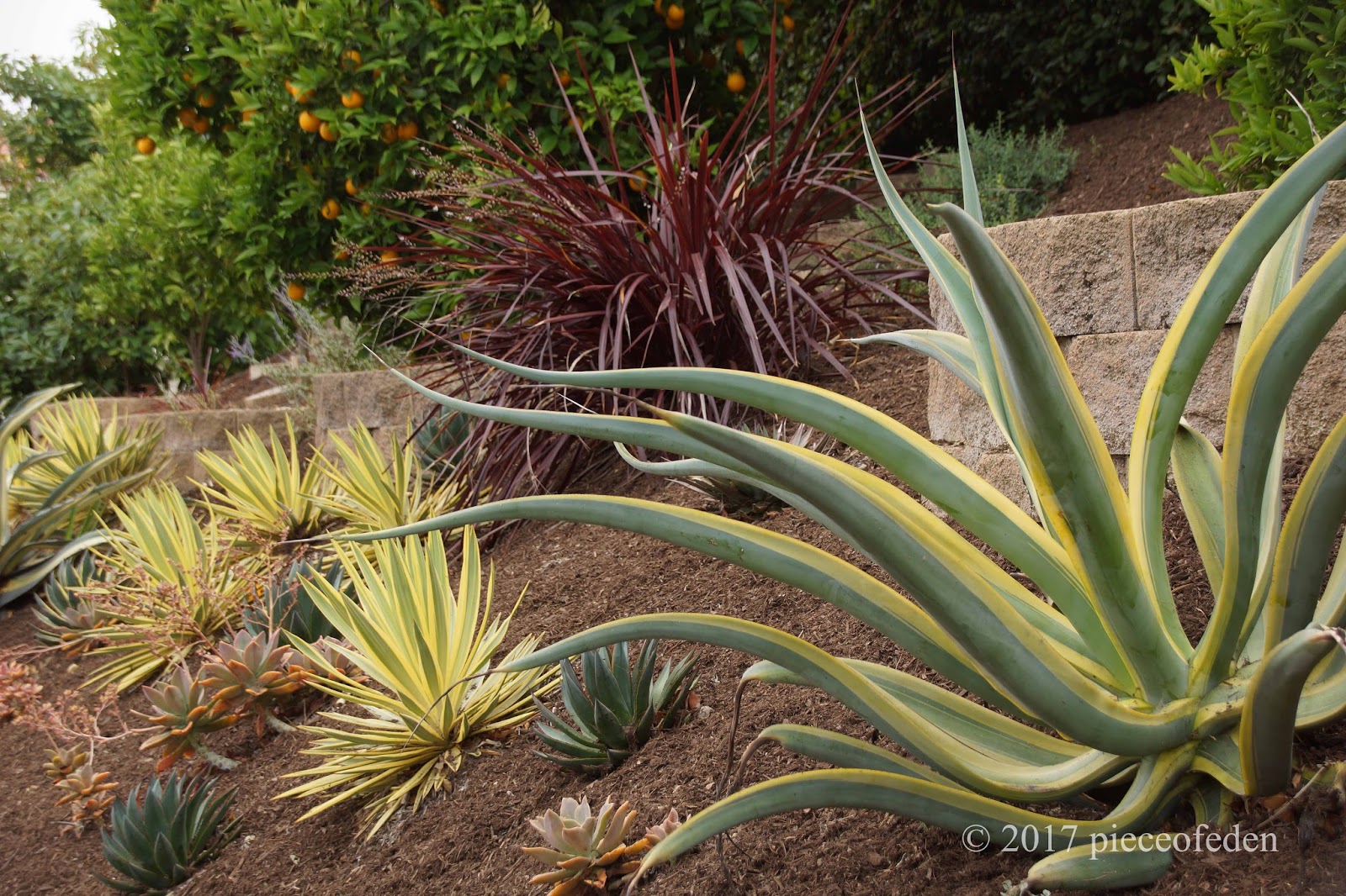 The Oldest Plants In The Garden