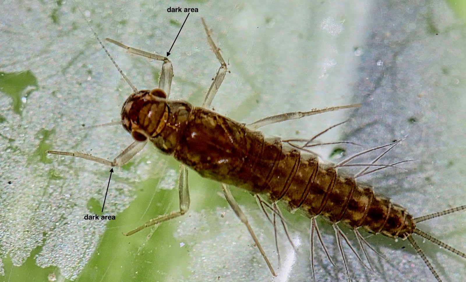 Aquatic Insects of Central Virginia