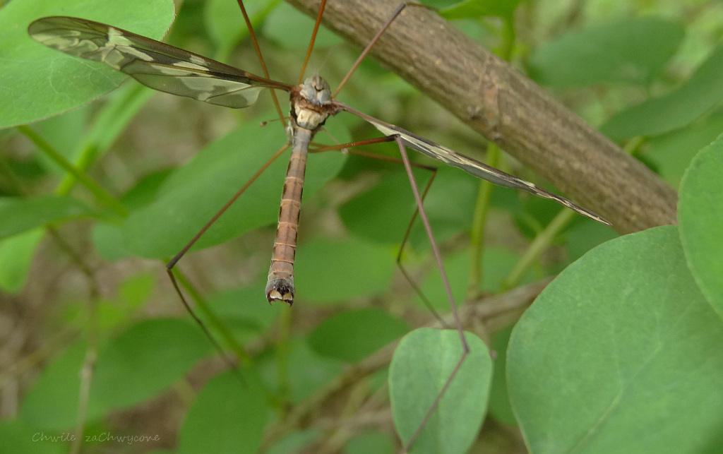 Chwile zaChwycone: Pan Nadwodnik i pani Komarnica