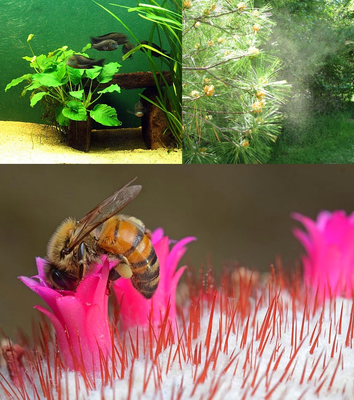 Palaeos, la historia de la Vida en la Tierra: El ave polinizadora más ...