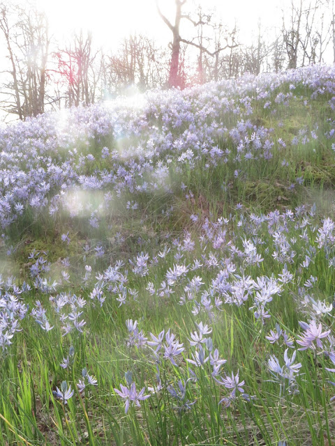 A Field of Camas