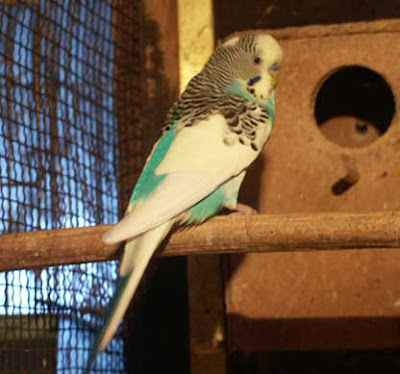 Ptice: TIGRICA (PAPAGAJ)