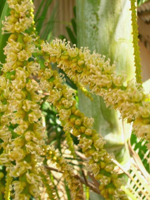 Peces y plantas ornamentales: Dypsis Lutescens - Areca