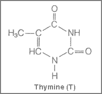 Thymine | muta-tion.blogspot.com