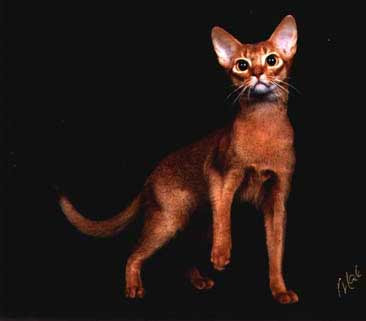 Encyclopedia of Cats Breed: Red Abyssinian Cat | Sorrel or Cinnamon