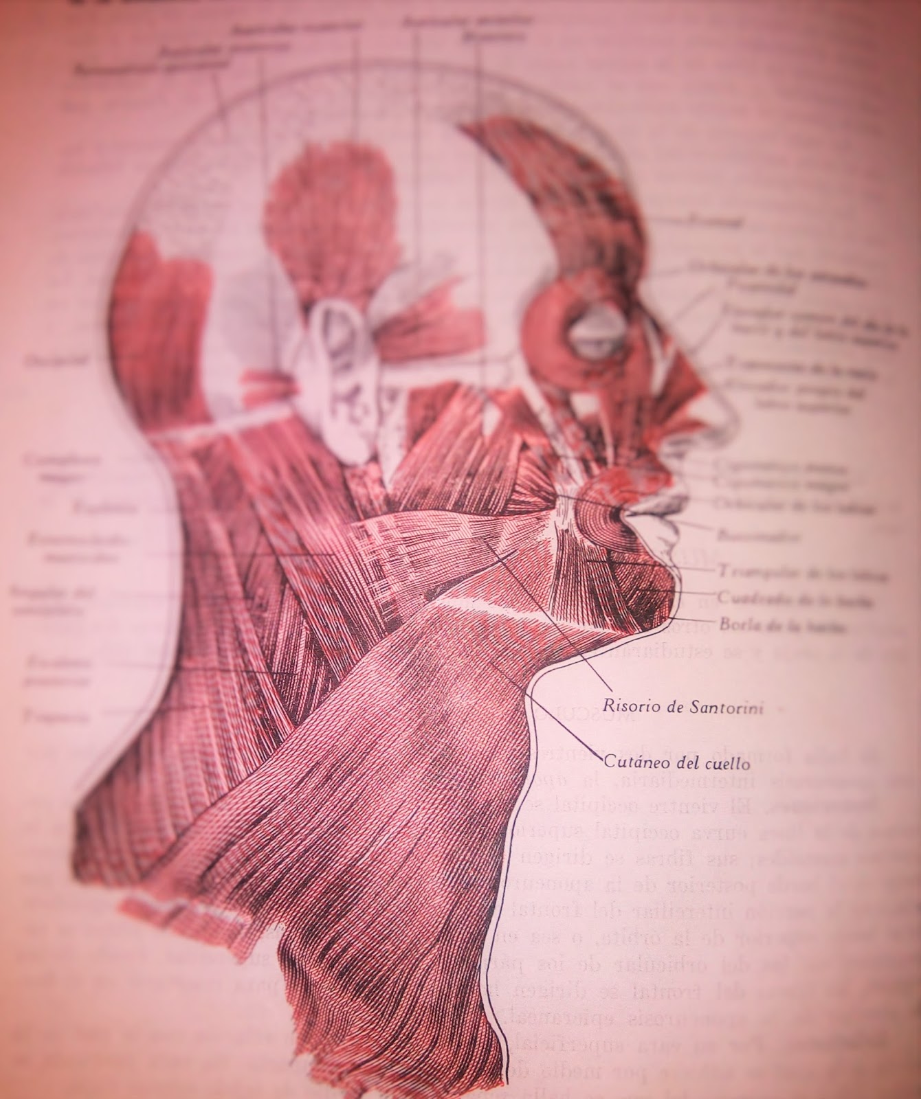 Anatomia Humana: MUSCULOS DEL CUELLO (Region lateral del cuello)