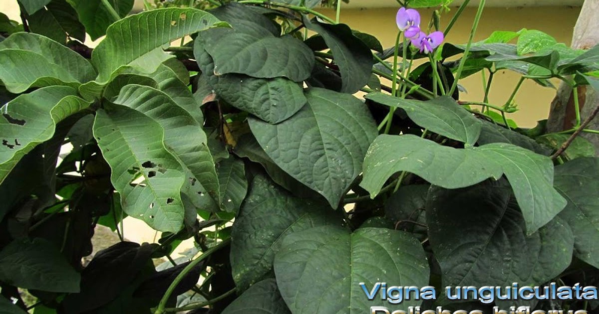 Medicinal Plants: Vigna unguiculata, Dolichos biflorus Kollu, Ulavalu ...