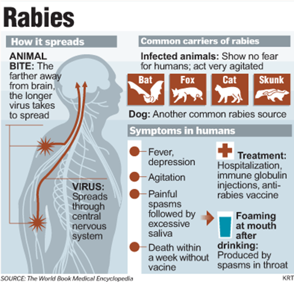 Penyakit Rabies (Gejala Klinis, Type Rabies & Cara Diagnosa ...