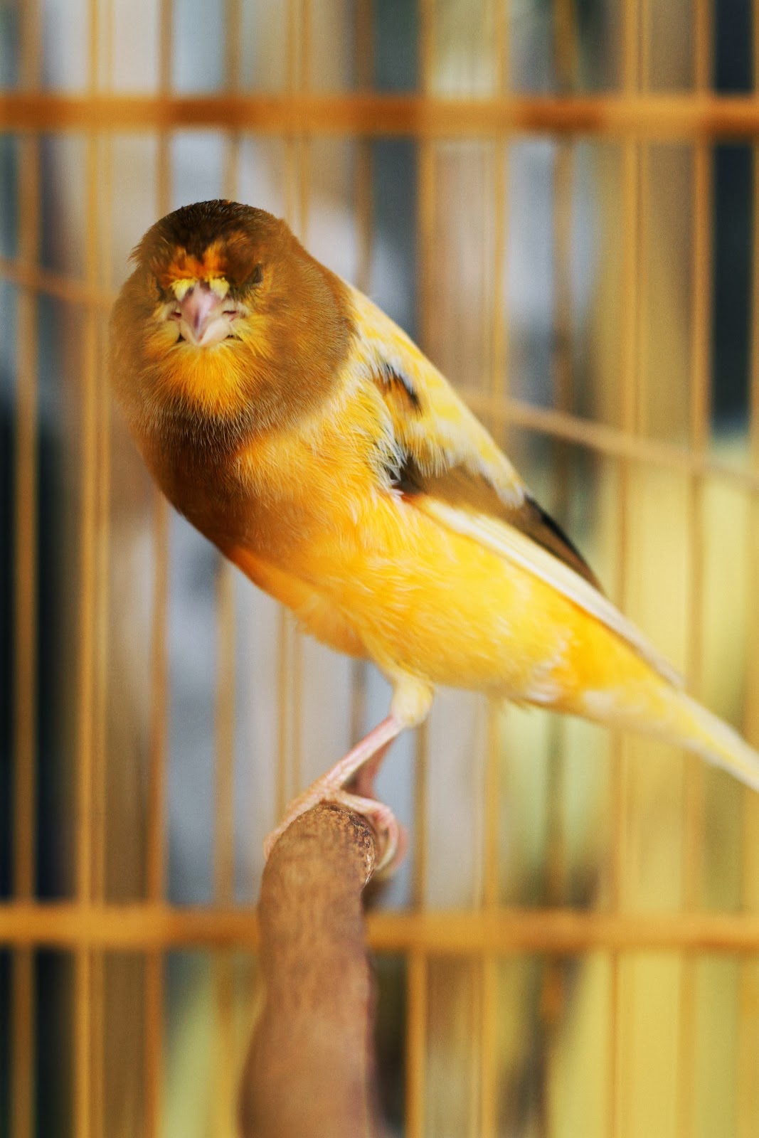 Indonesian Bird Club: ciri-ciri dan asal Kenari Yorkshire