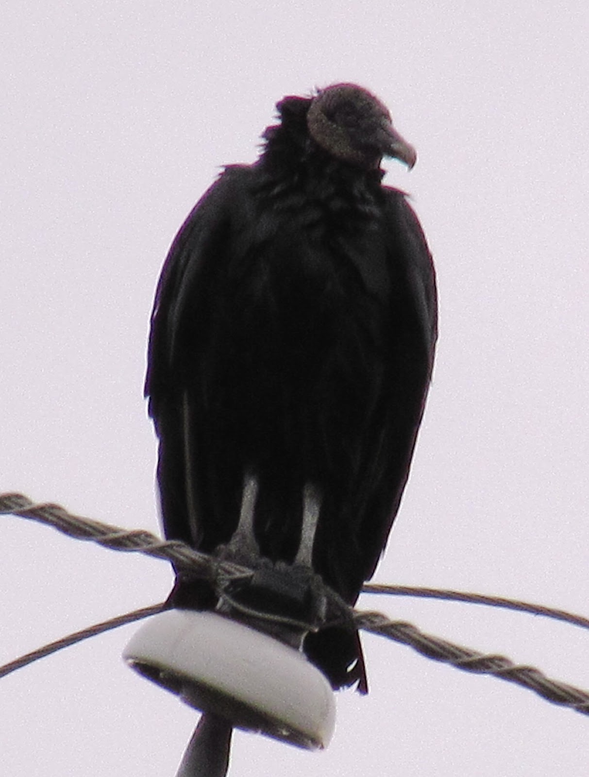 BLOG CUSCATLAN: Celebrando 10 Años: El Rey Zope