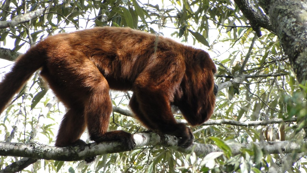 Araucaria natural: Macaco Bugio