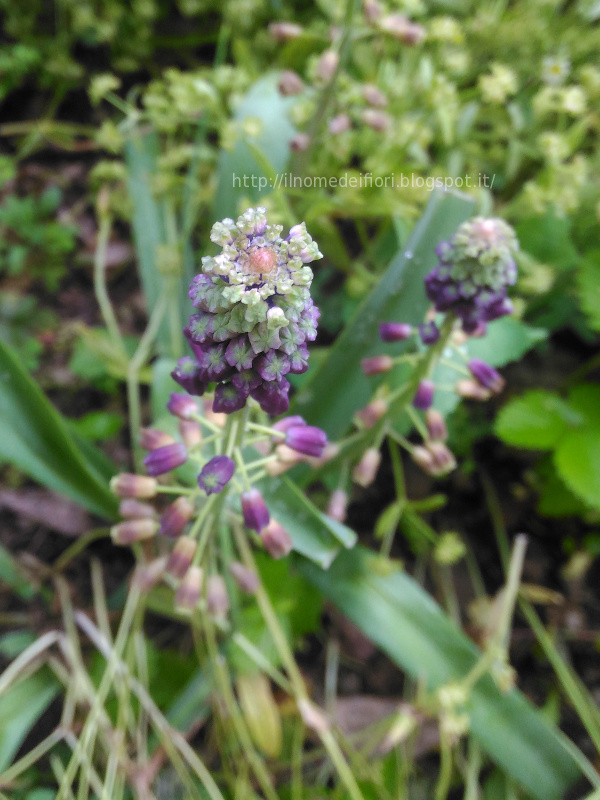 In nome dei fiori: Lampascione: "cipolla" selvatica