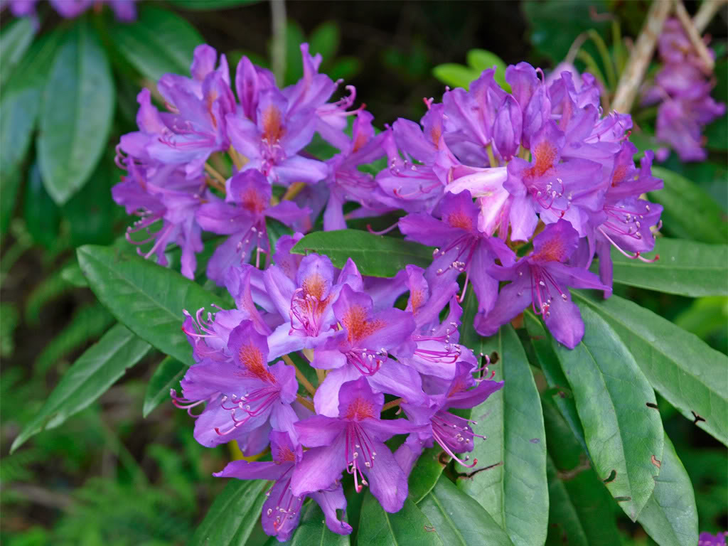 Gibside: Invasive Species