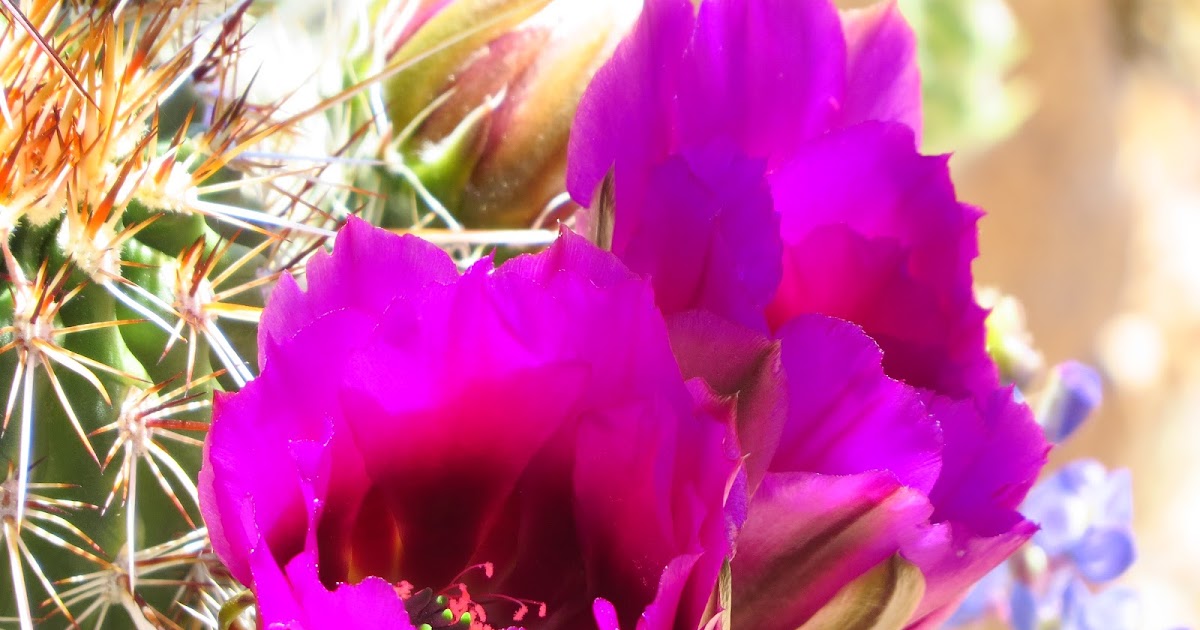 Have Book, Will Travel: Cactus Flowers in April