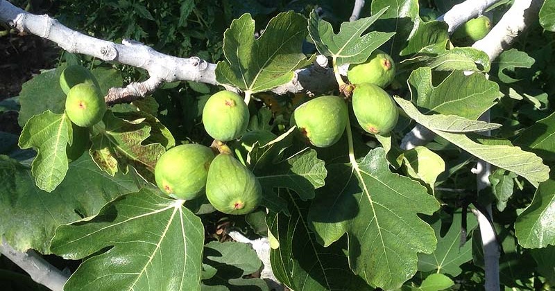 Sendero Interpretativo: Ficus Carica