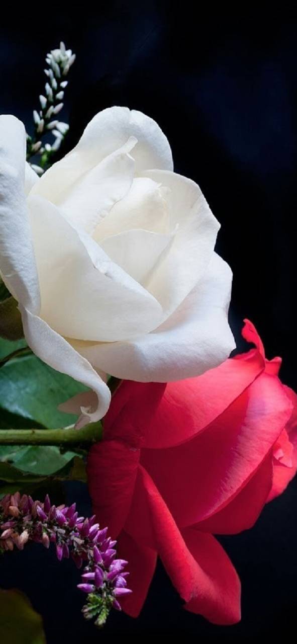 Juan Maldonado: The best Wallpapers and Screensaver of Roses