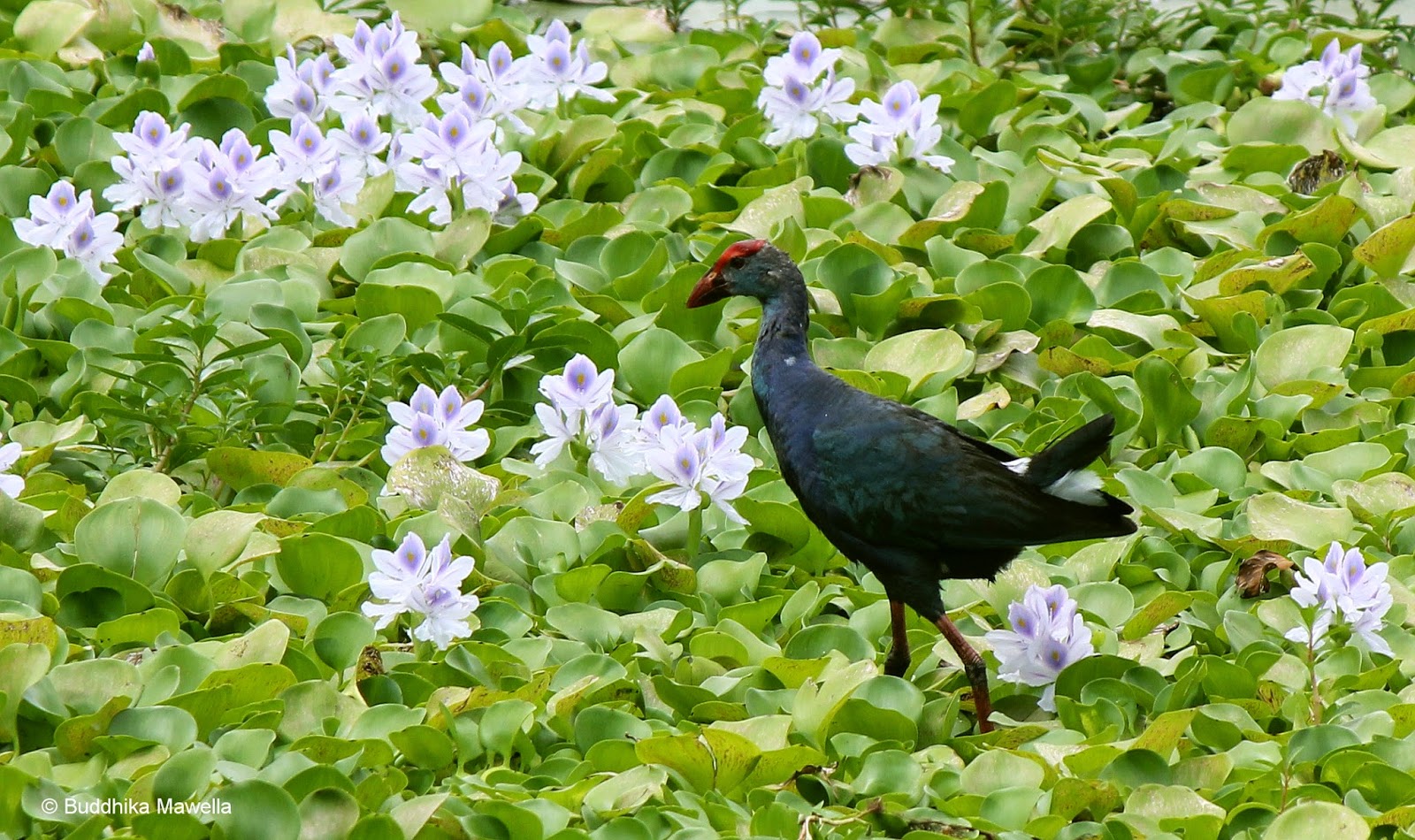 Lanka Nature Summary: Purple swamphen (Porphyrio porphyrio)