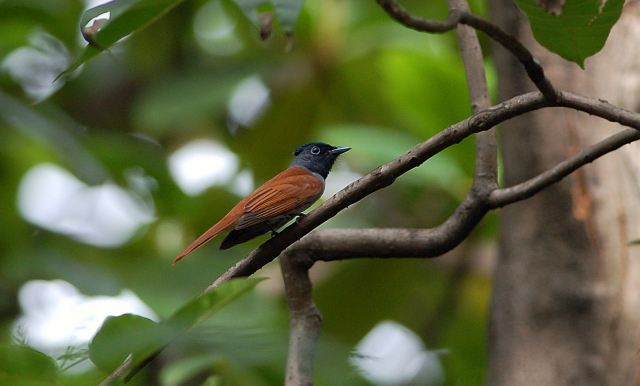 Bangkok City Birding: Blyth's Paradise Flycatcher