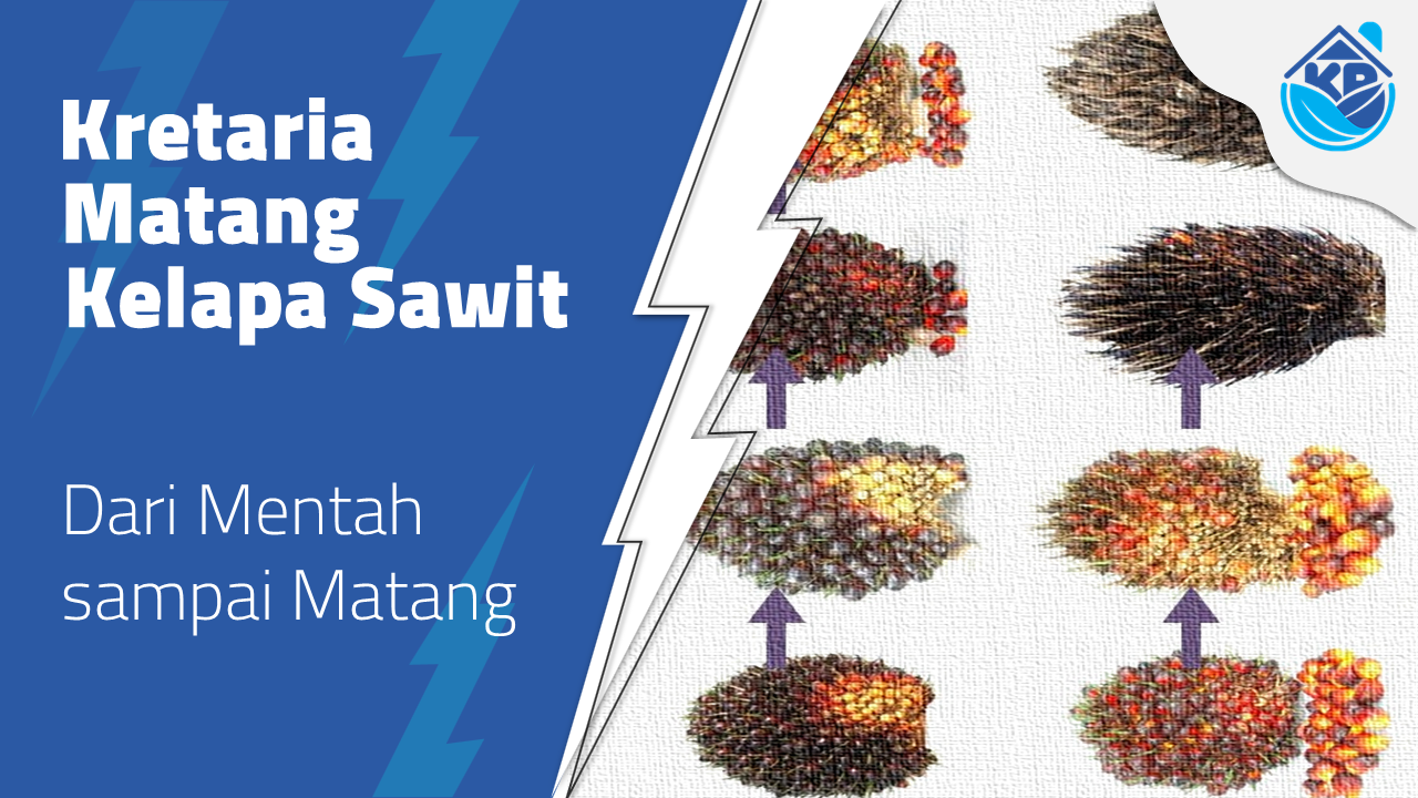 Kriteria matang panen Kelapa Sawit