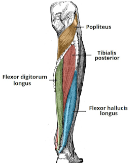 Bacak Kaslarının Anatomisi - FİZYONOT