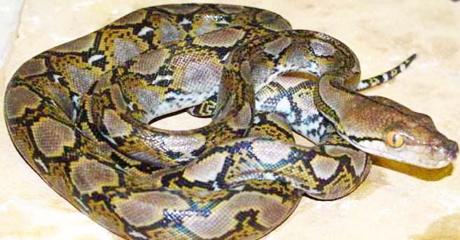 CARA MUDAH DAN AMAN MEMELIHARAH ULAR PYTHON RETIC (Python Reticulatus ...