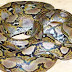 CARA MUDAH DAN AMAN MEMELIHARAH ULAR PYTHON RETIC (Python Reticulatus ...