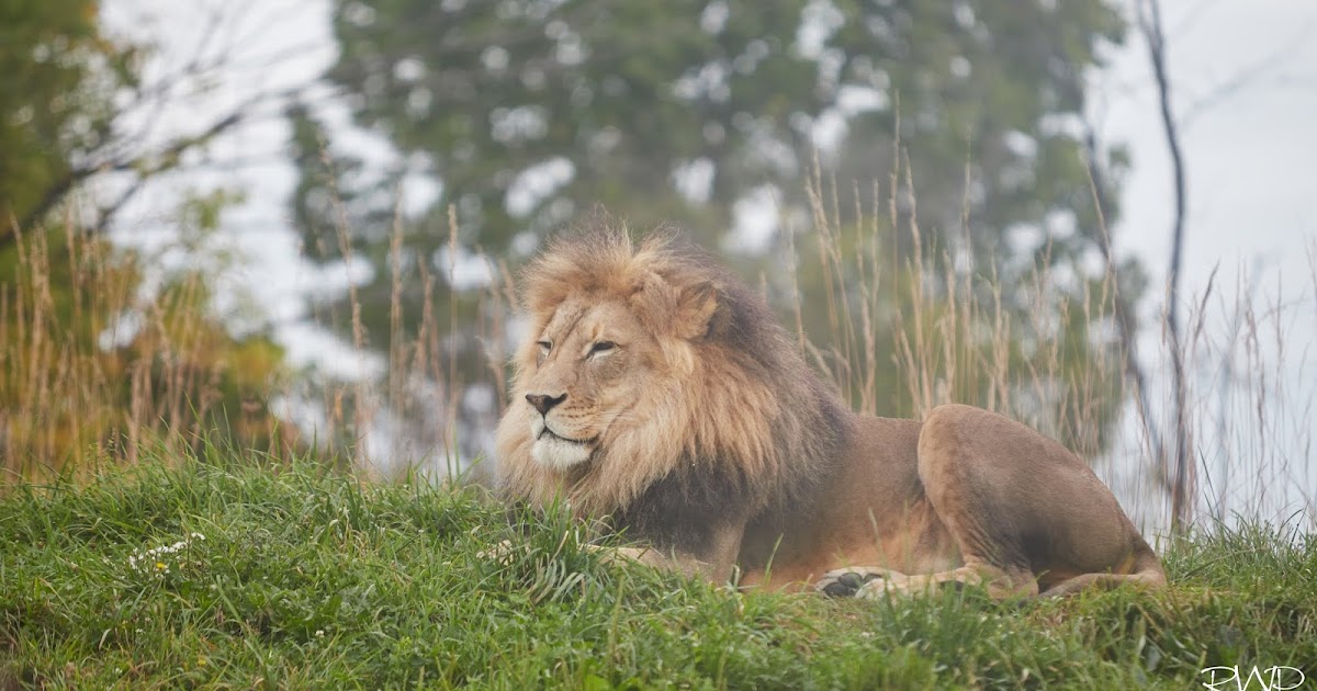 RWP Wildlife: Lion and Leopard