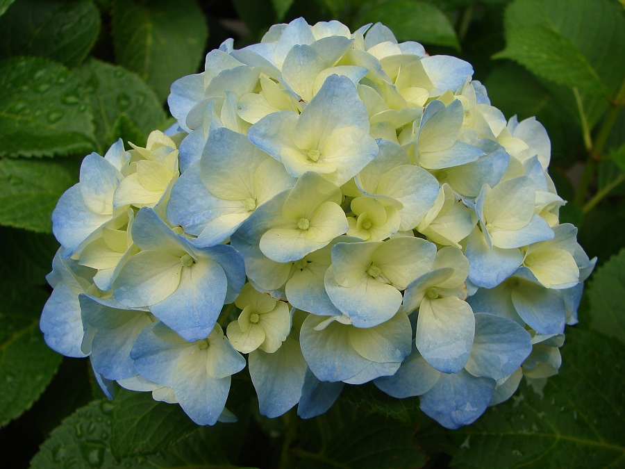 Snap Happy Birding: Hydrangeas