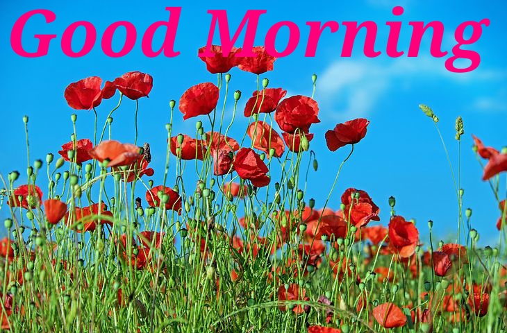 Top 10 Good Morning Images greating Pictures,Photos for Whatsapp - Good ...