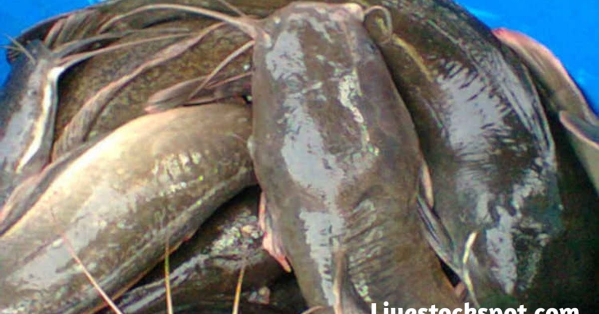 How To Start A Lucrative Fish Farming Business | LivestockSpot