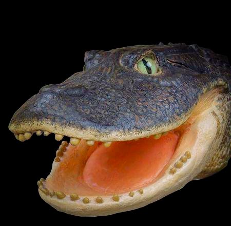 Seven different croc species rocked ancient Amazon basin | Mother ...