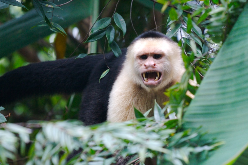 White Faced Capuchin