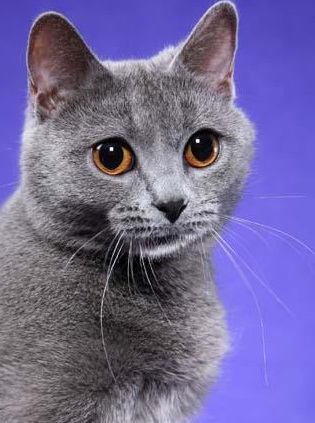 Ultimate Cat: The Characteristics of the Chartreux Cat
