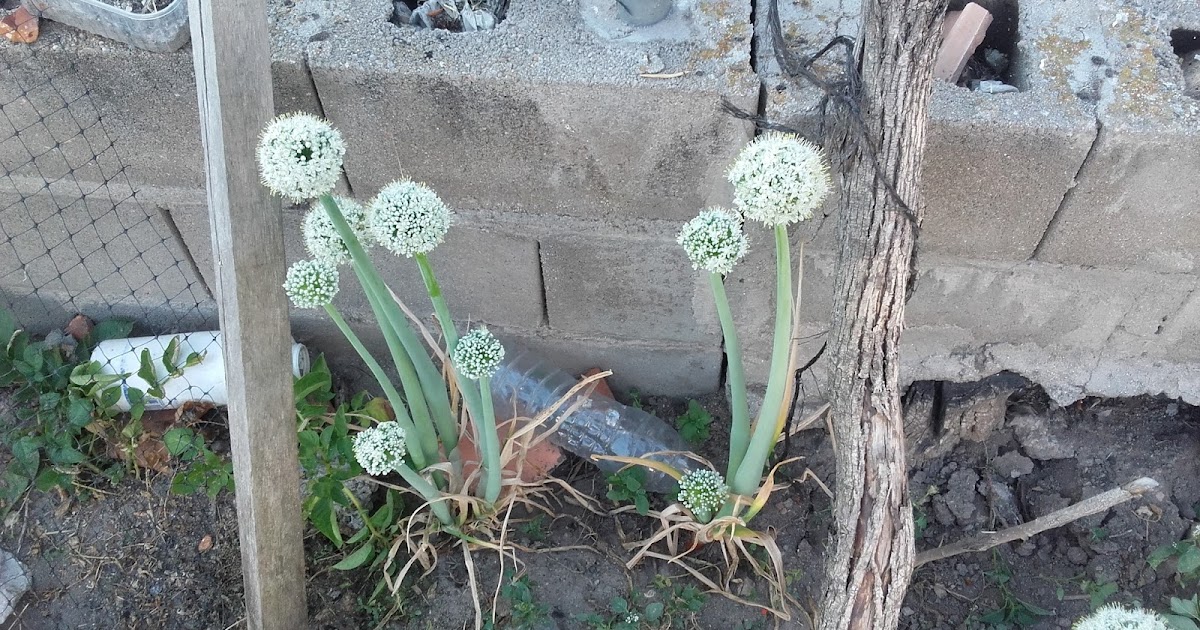 COMO OBTENER SEMILLAS DE CEBOLLA