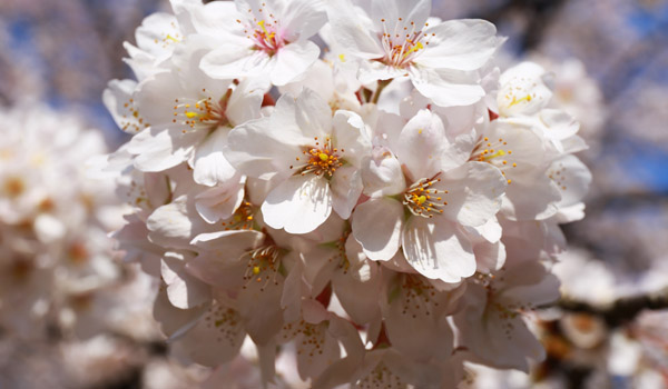 Fakta Menarik Bunga Sakura ~ Japan Corner