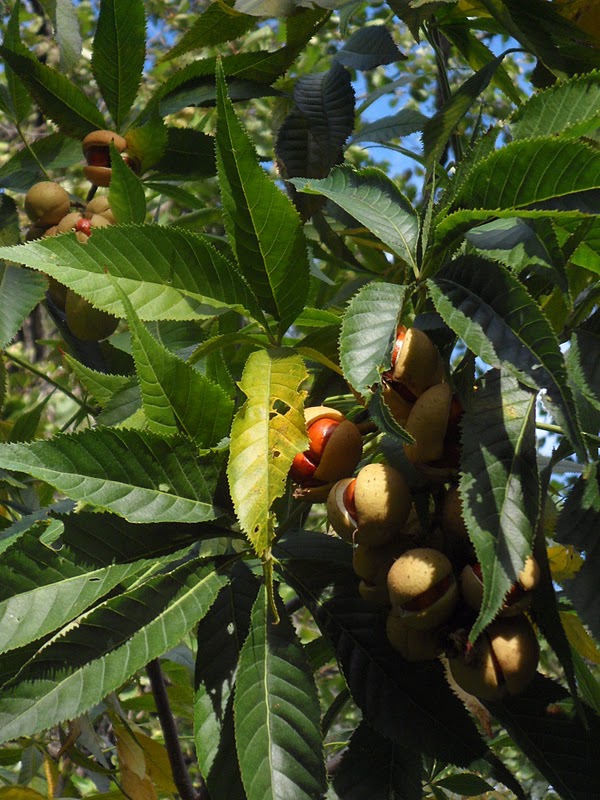 omⒶ KOPPA: KASTANJAT