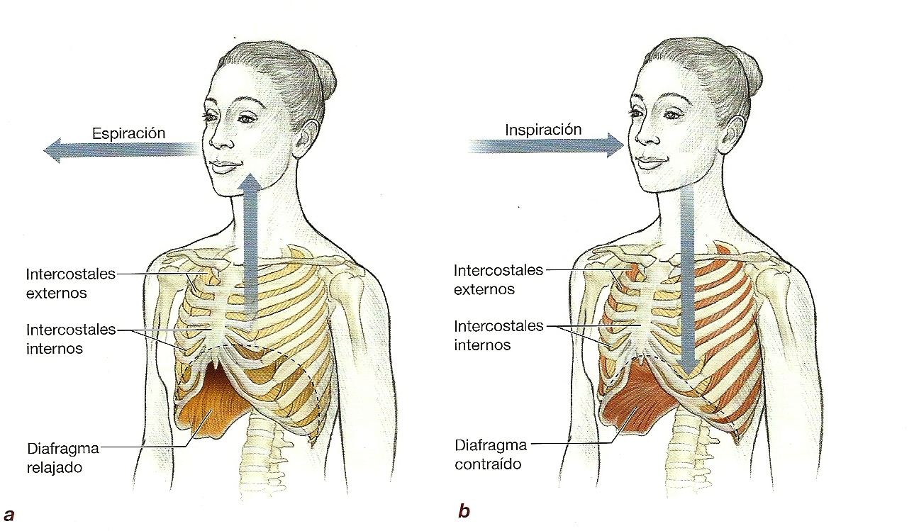 Ciencias de la naturaleza: El cuerpo humano: la inspiración y la espiracion