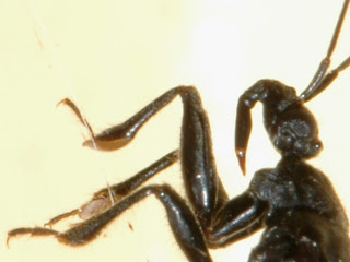 The Nature of Robertson: Assassin Bugs come in after Moths, but get ...