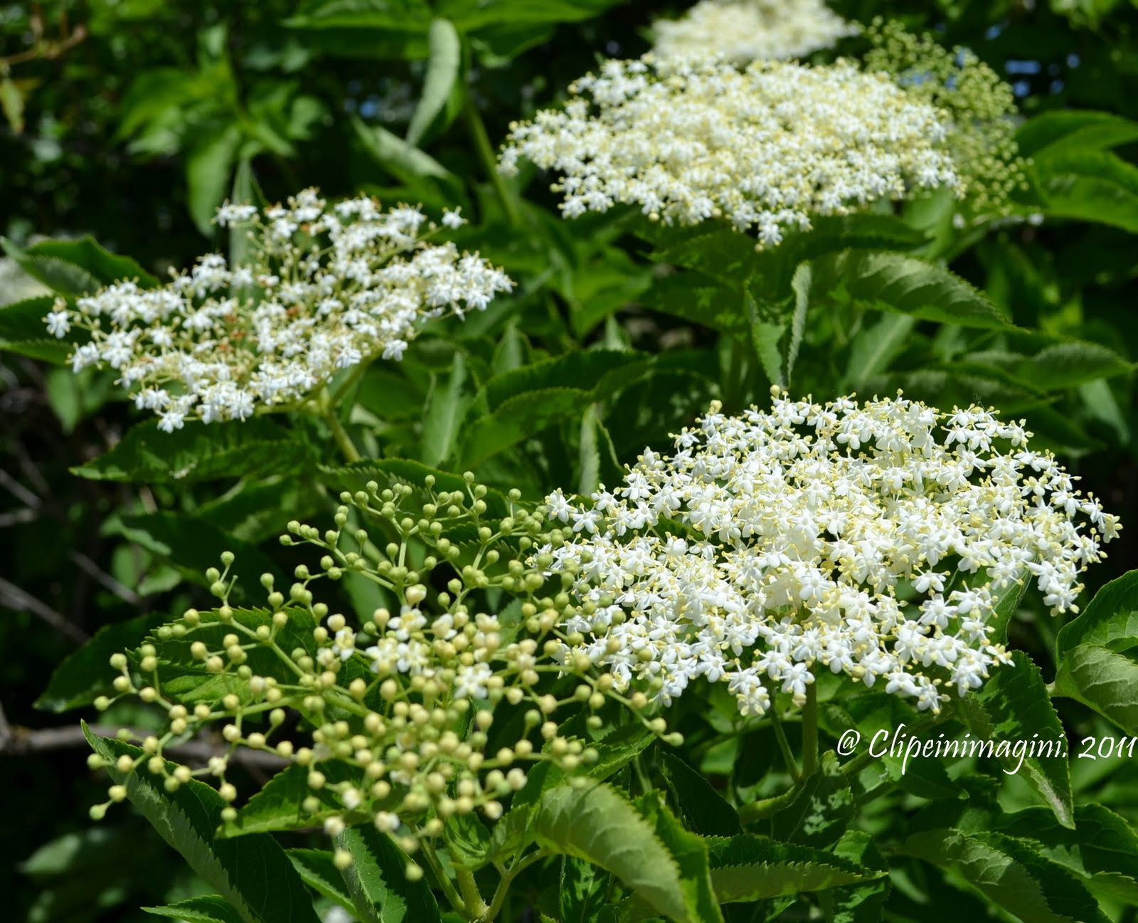 CLIPE IN IMAGINI: Flori de soc