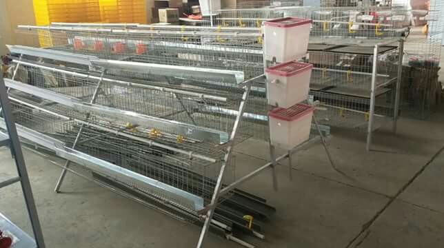 Poultry Farming Equipment You Need For Smooth Production