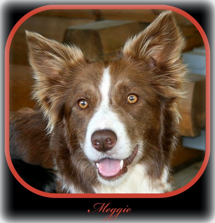 Shuck's Border Collies