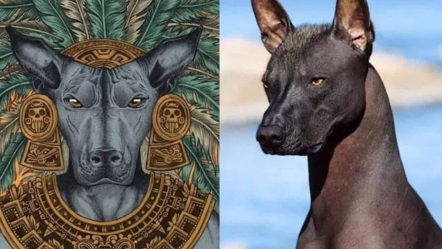 Ahora sé: XOLOITZCUINTLE, EL PERRO MEXICANO