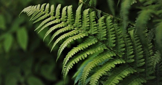 How Do Ferns Reproduce?