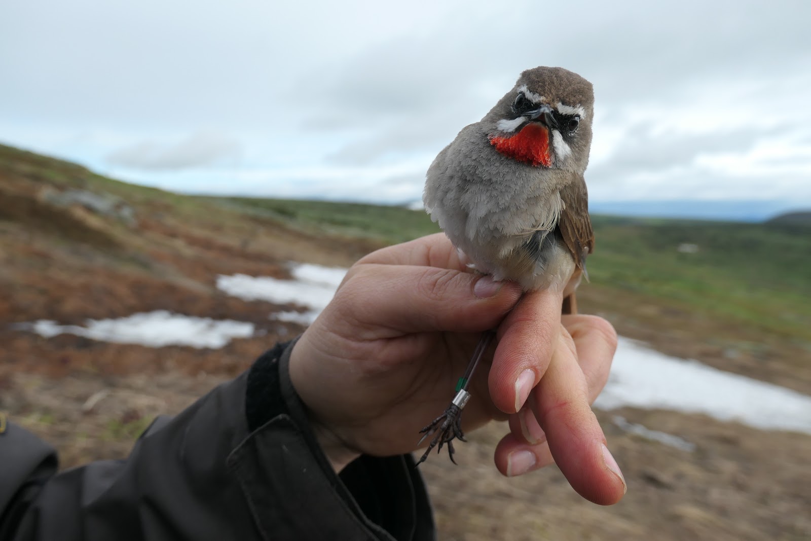 Amur Bird Project: 2019