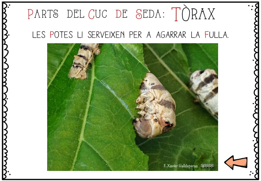 INFANTILCASTELL: materiales, fichas, recursos educación infantil : CUCS ...