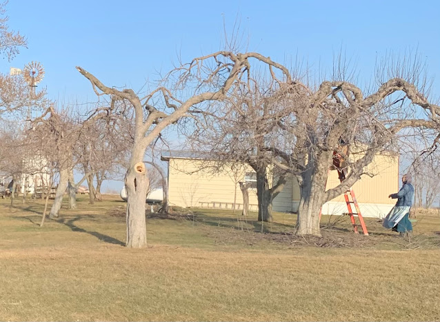 Amish Horses: Early Spring Amish Style