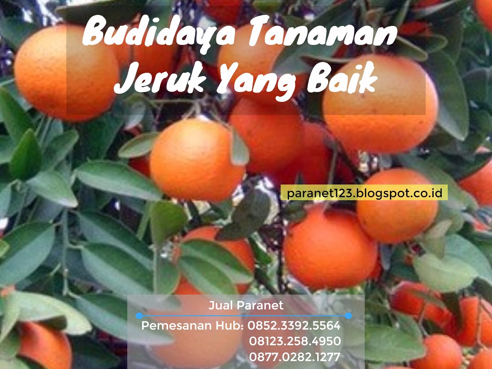 Cara Budidaya Tanaman Jeruk Yang Baik