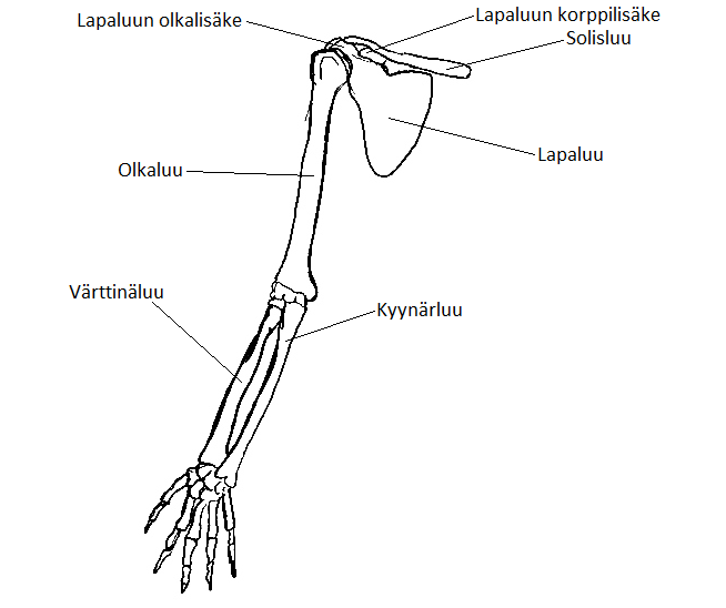 Saran opiskelu: Käsien hoito