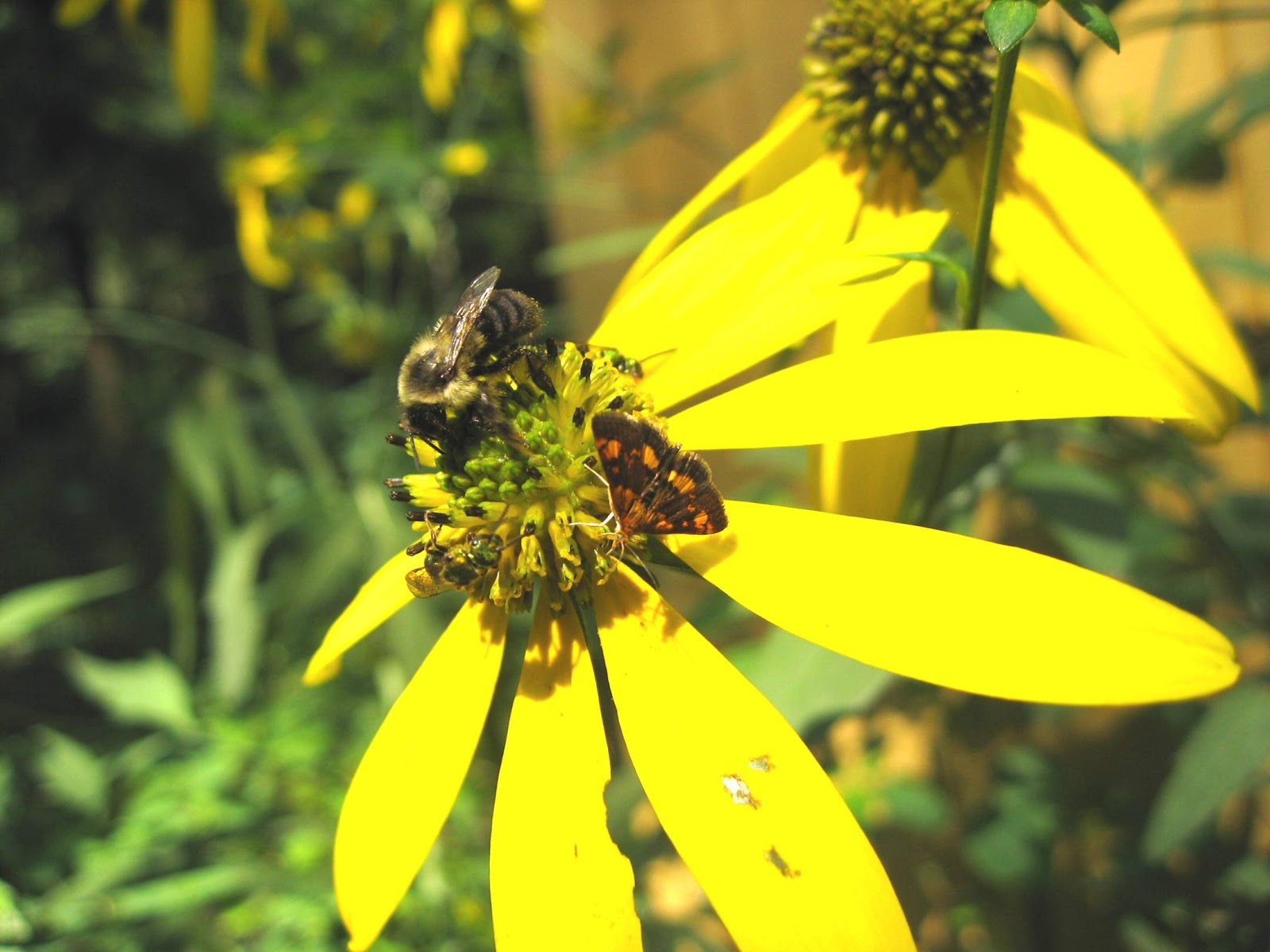 Capital Naturalist by Alonso Abugattas: Happy National Pollinator Week!